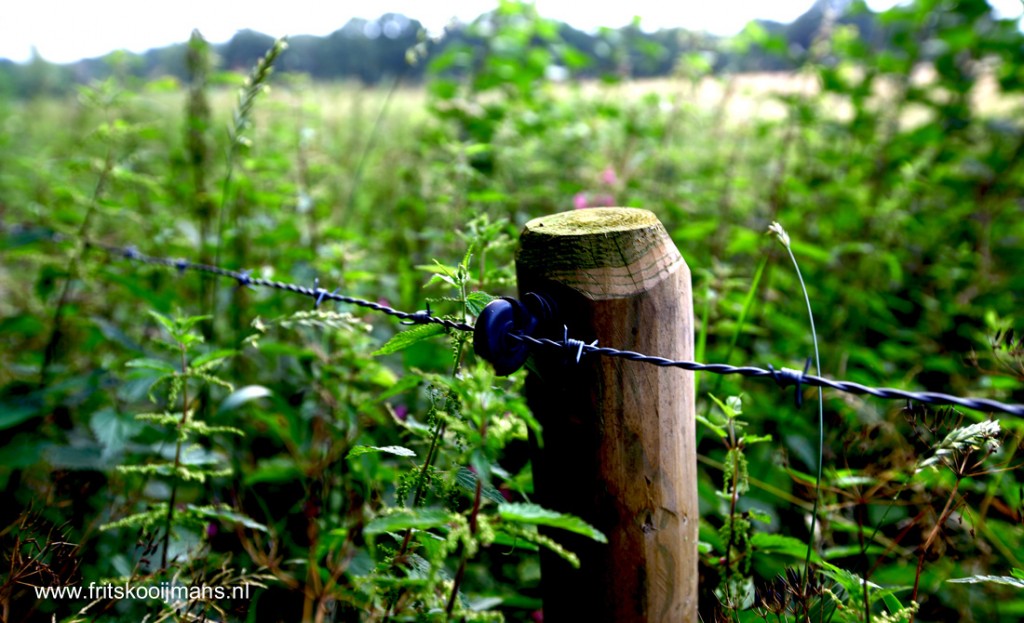 Paaltjes – Frits Kooijmans – Fotografie